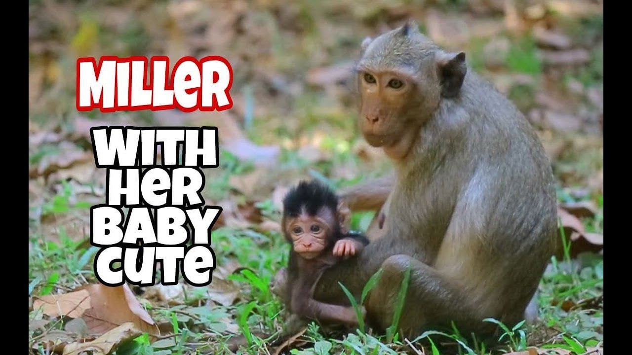 Monkey Miller with her baby cutie is sitting to get feeding. - YouTube