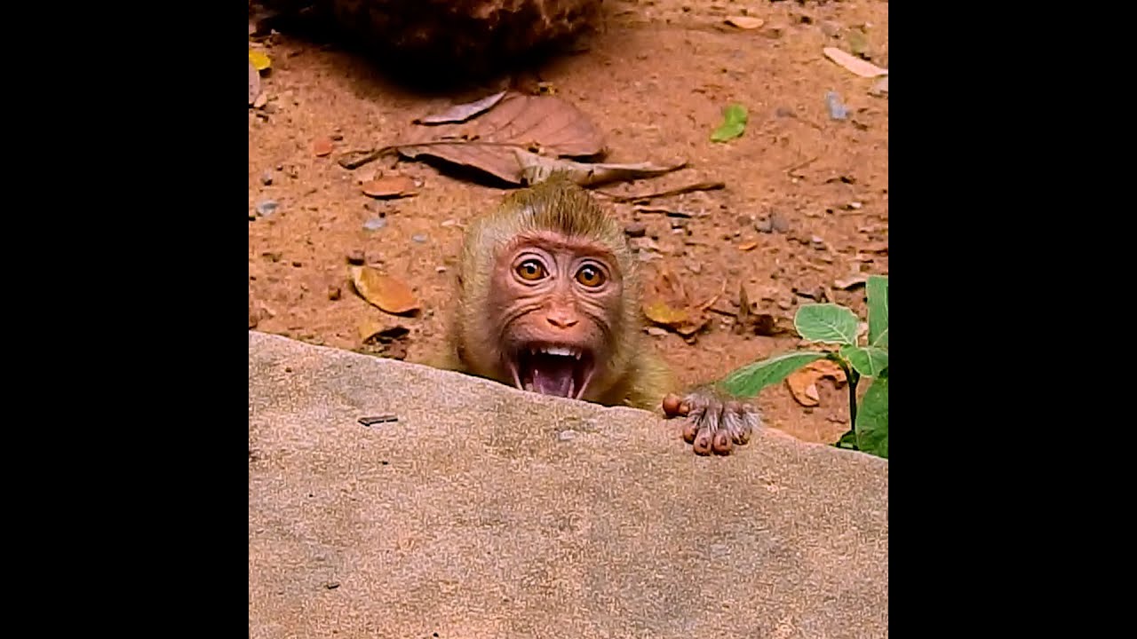 OMG! Why little monkey crying very loud like this? - YouTube