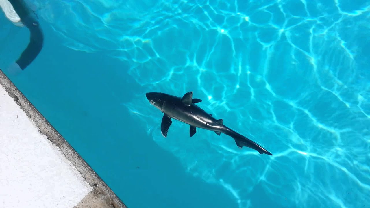 SHARK IN THE POOL !!! MUST SEE !!! - YouTube