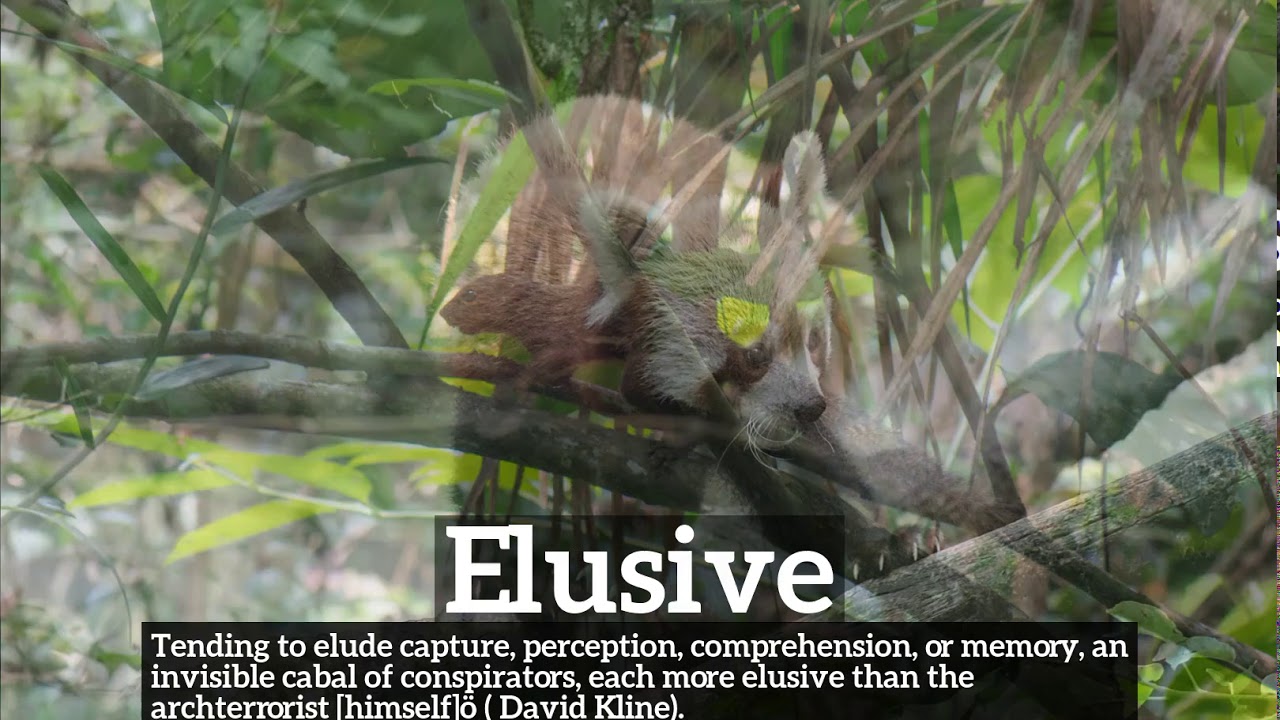 How Does Elusive Look? | What is Elusive? | How to Say Elusive in ...