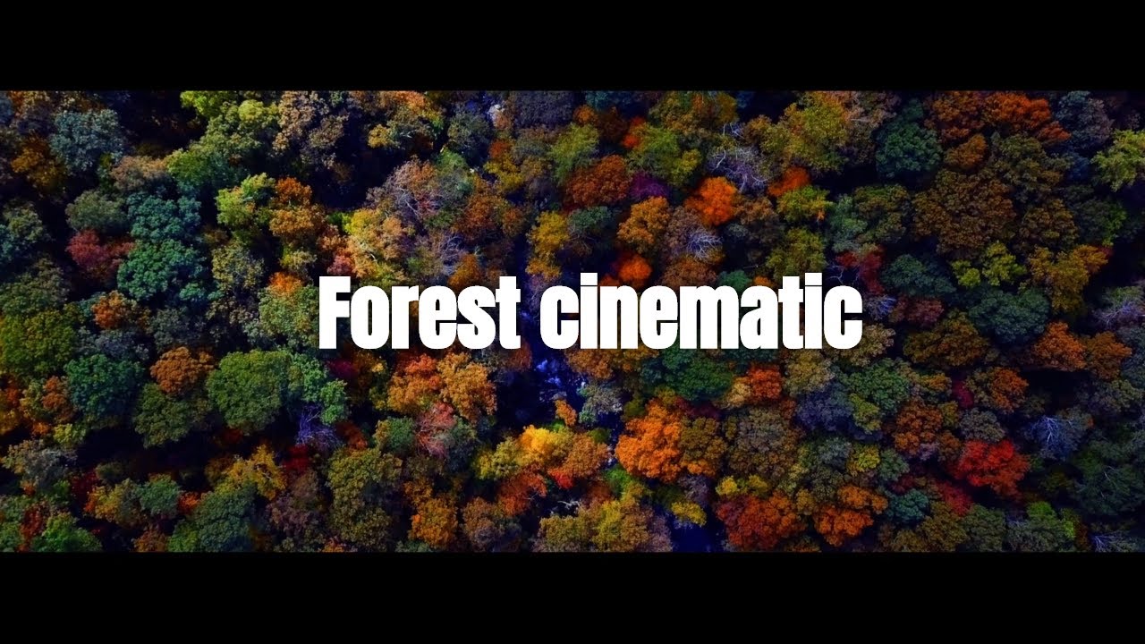 Forest cinematic video | Nature Relaxing video - YouTube