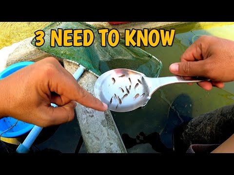 3 important things to know about GOLDFISH culling | Gold fish fry ...