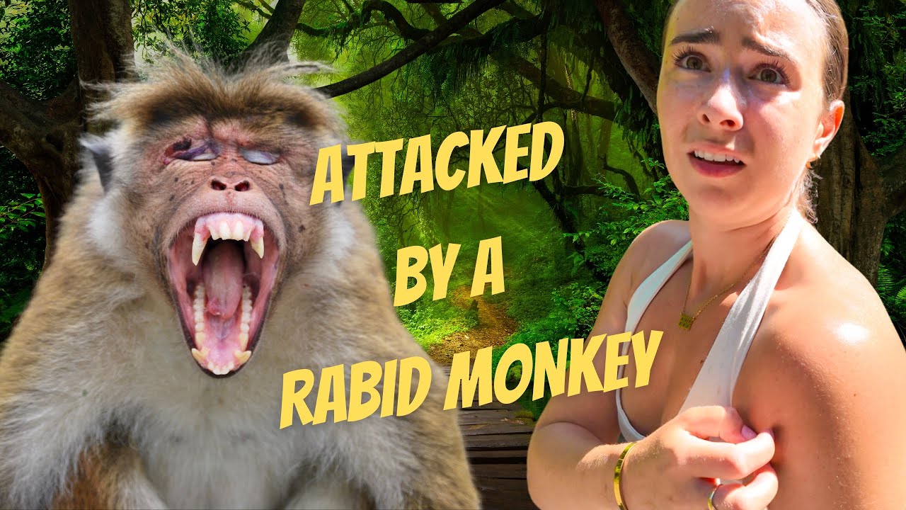 MONKEY ATTACK IN PHUKET! 🐒 From Elephant Sanctuary Bliss to a Hospital ...