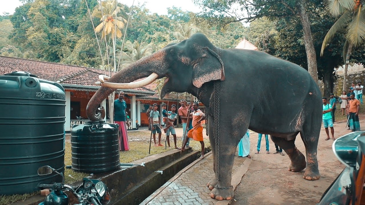 හෝස් එකත් නැති නිසා යන්න කලින් ටැංකිටෙන් හරි වතුර ටිකක් පුරවගන්න එපැයි ...