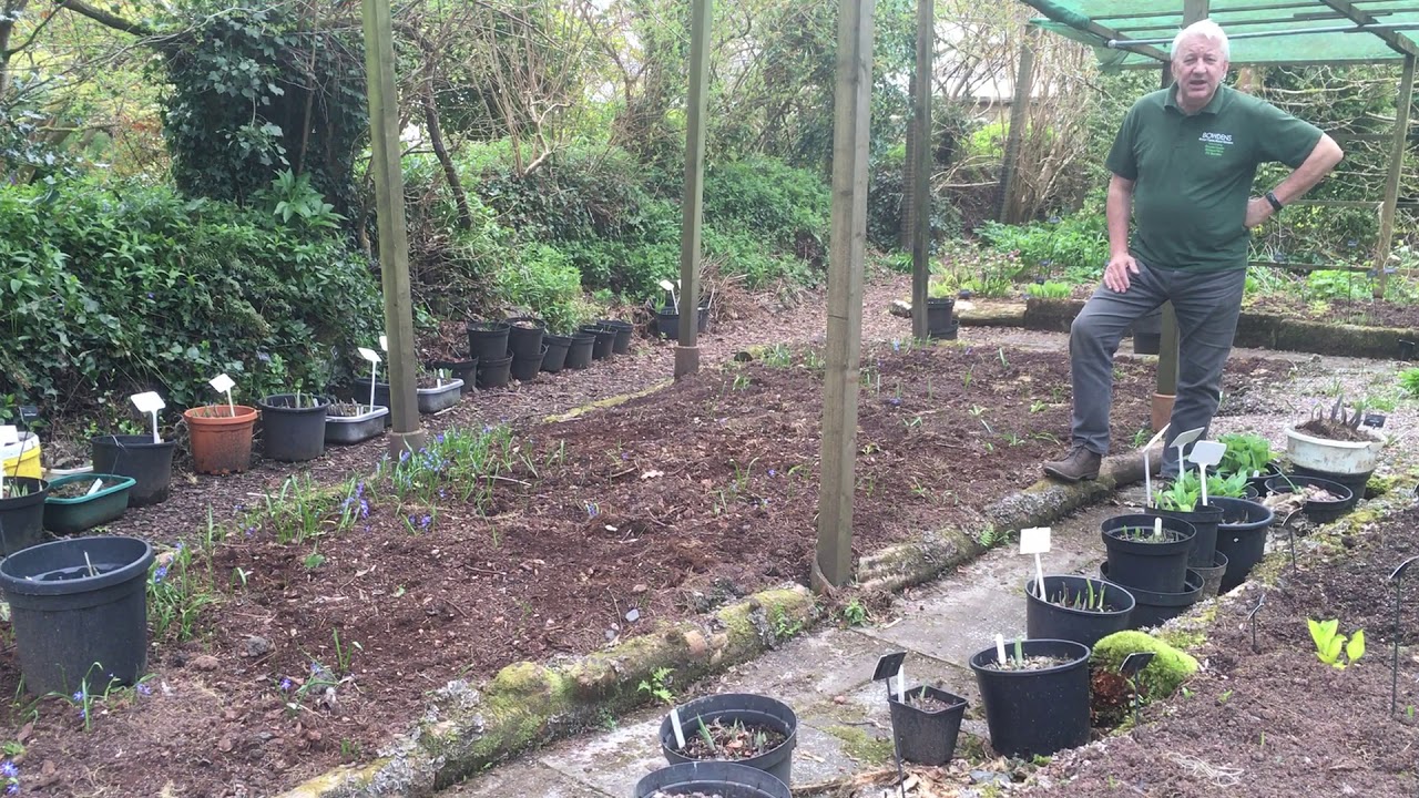 Eric Smith Hostas Early Spring - YouTube