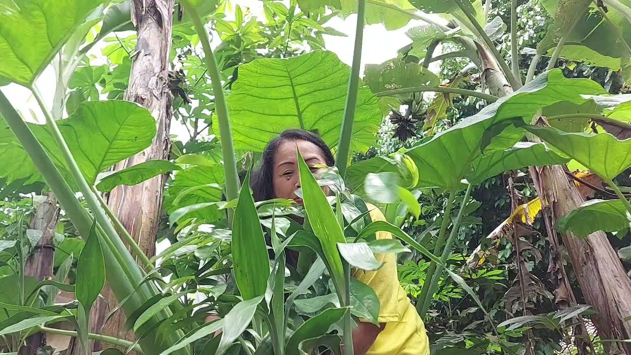 Panen Talas Busil di hutan - YouTube