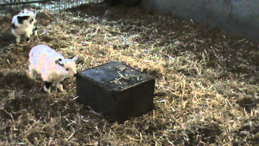 Kid goats on a box. 2nd clip. - YouTube