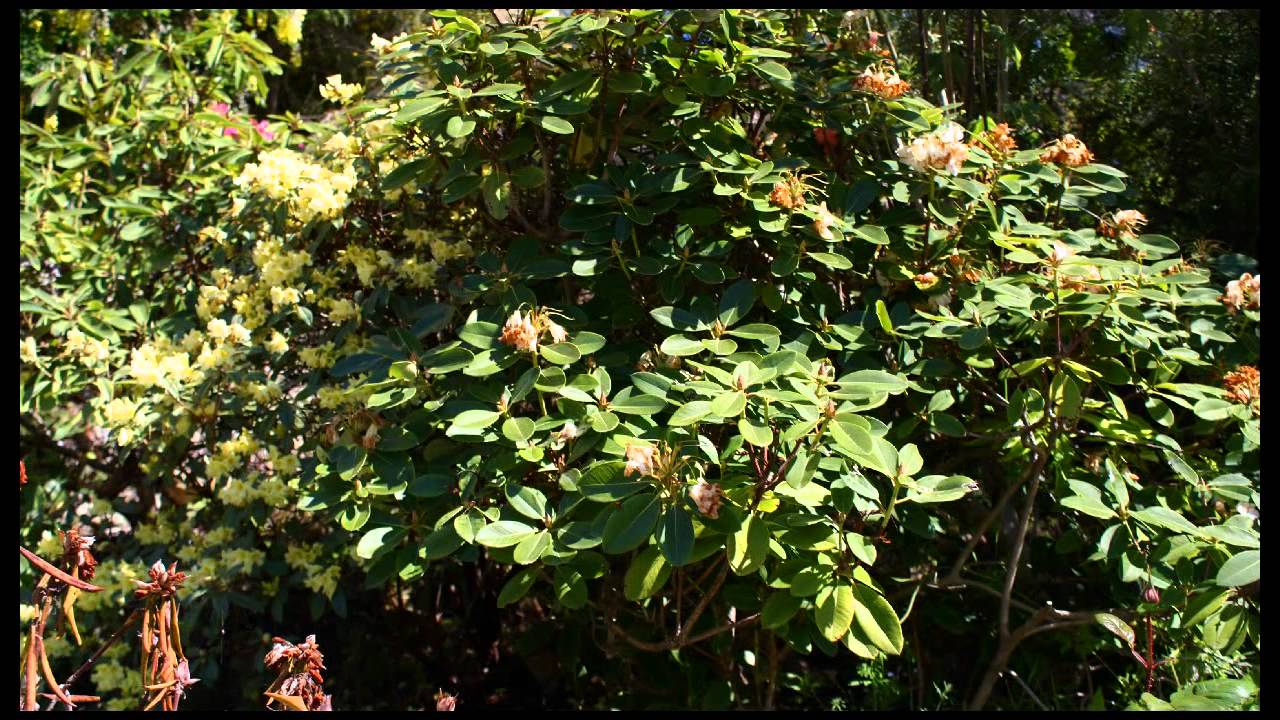 Azalea short - YouTube