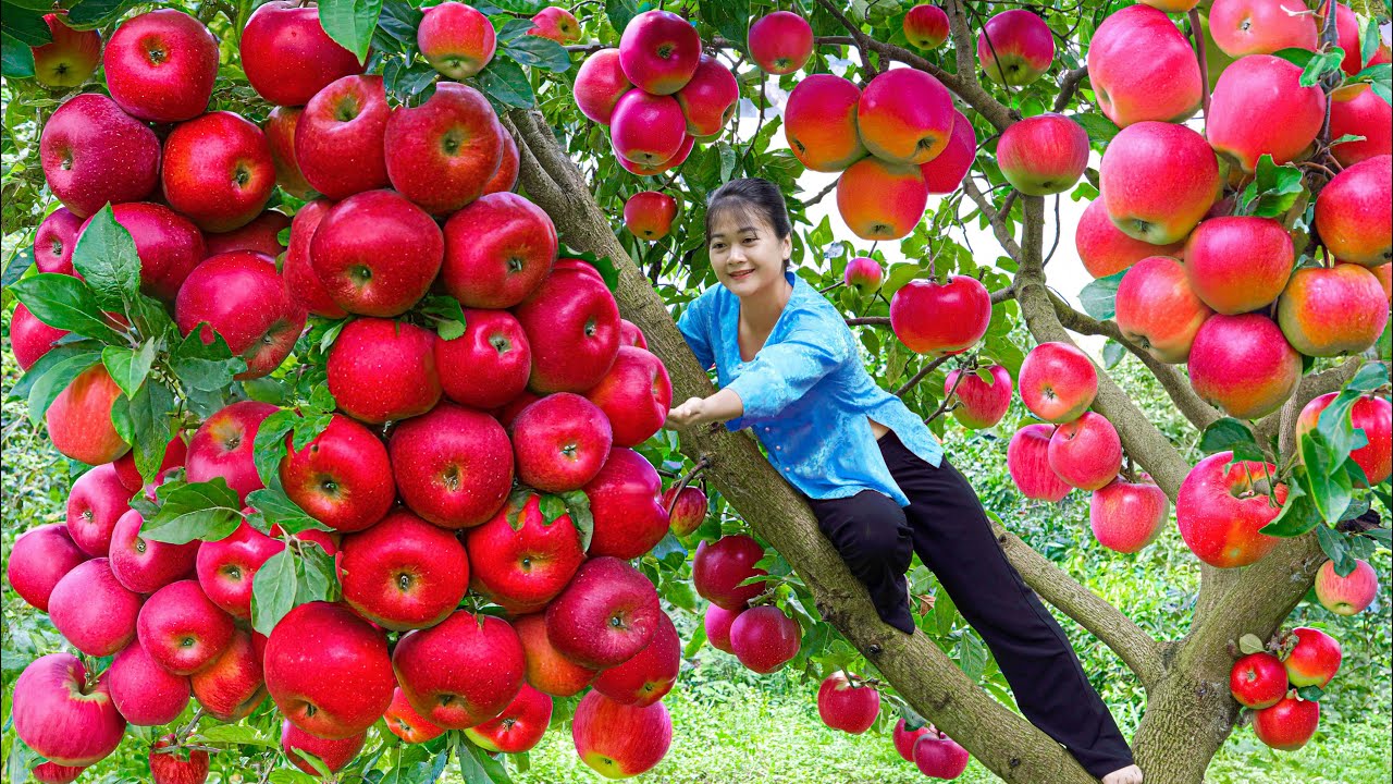 Harvesting SPECIAL APPLE Go to Market Sell - Tested Apple Pie Secret ...