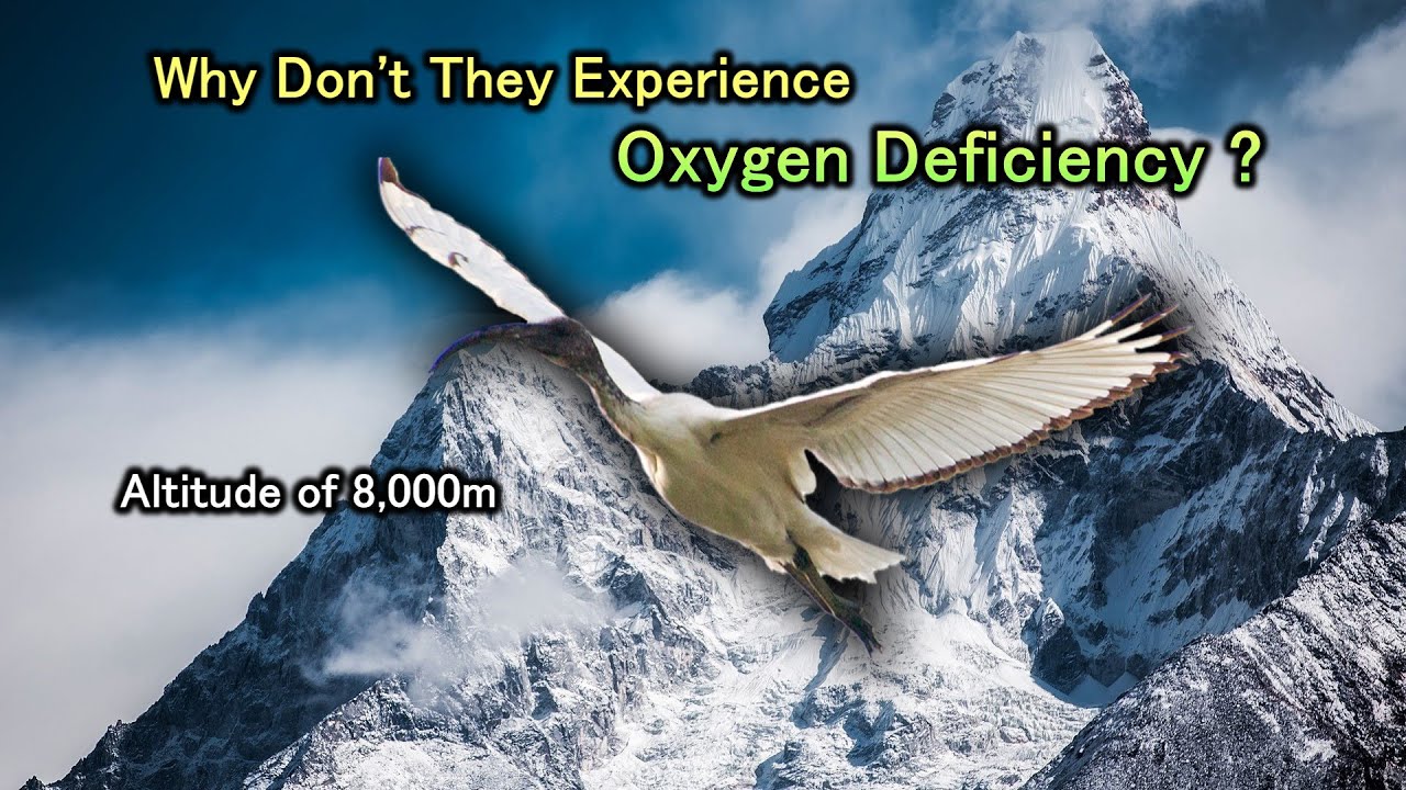 How Birds Breathe: Unraveling the Secrets of High-Altitude Flight - YouTube