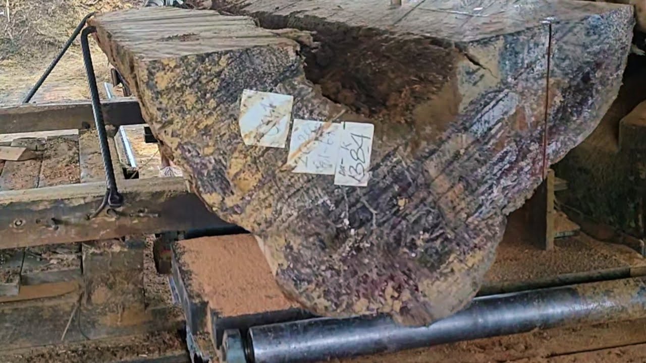 wujud dari kayu Keruing yang mengeluarkan getah nya #wood - YouTube