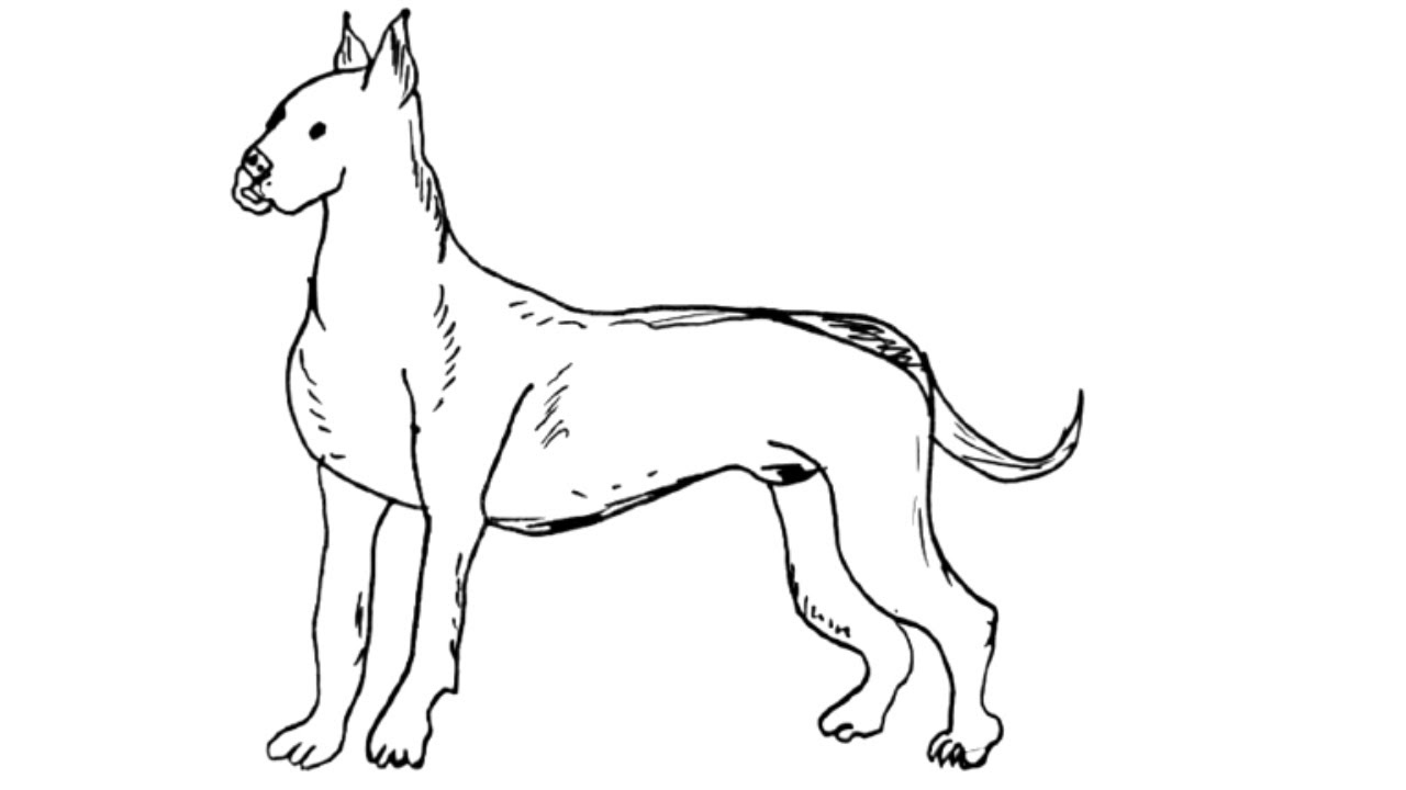 Drawing a Realistic Great Dane | Step-by-Step Tutorial - YouTube