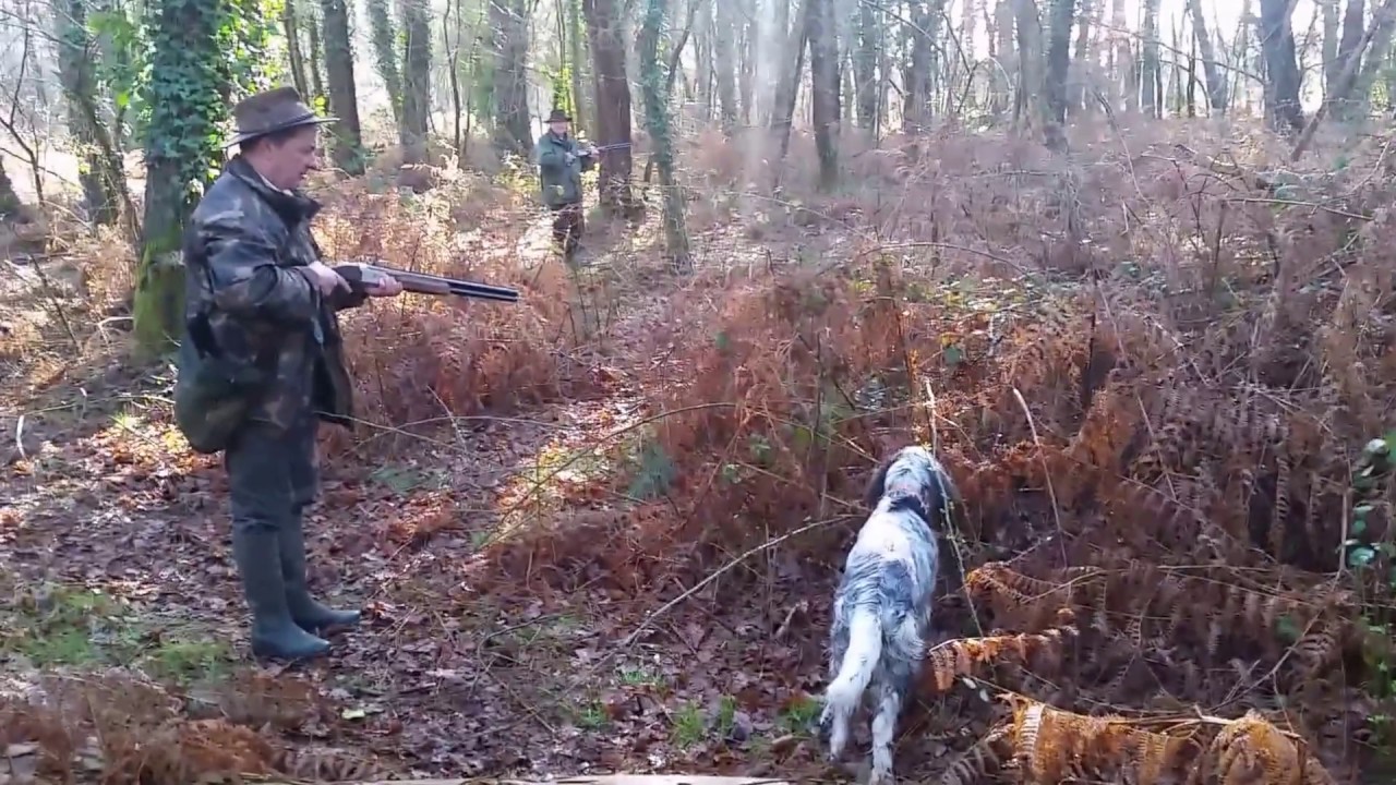 chasse du faisan à la Chasse du Bruc à Losse dans Les Landes - YouTube