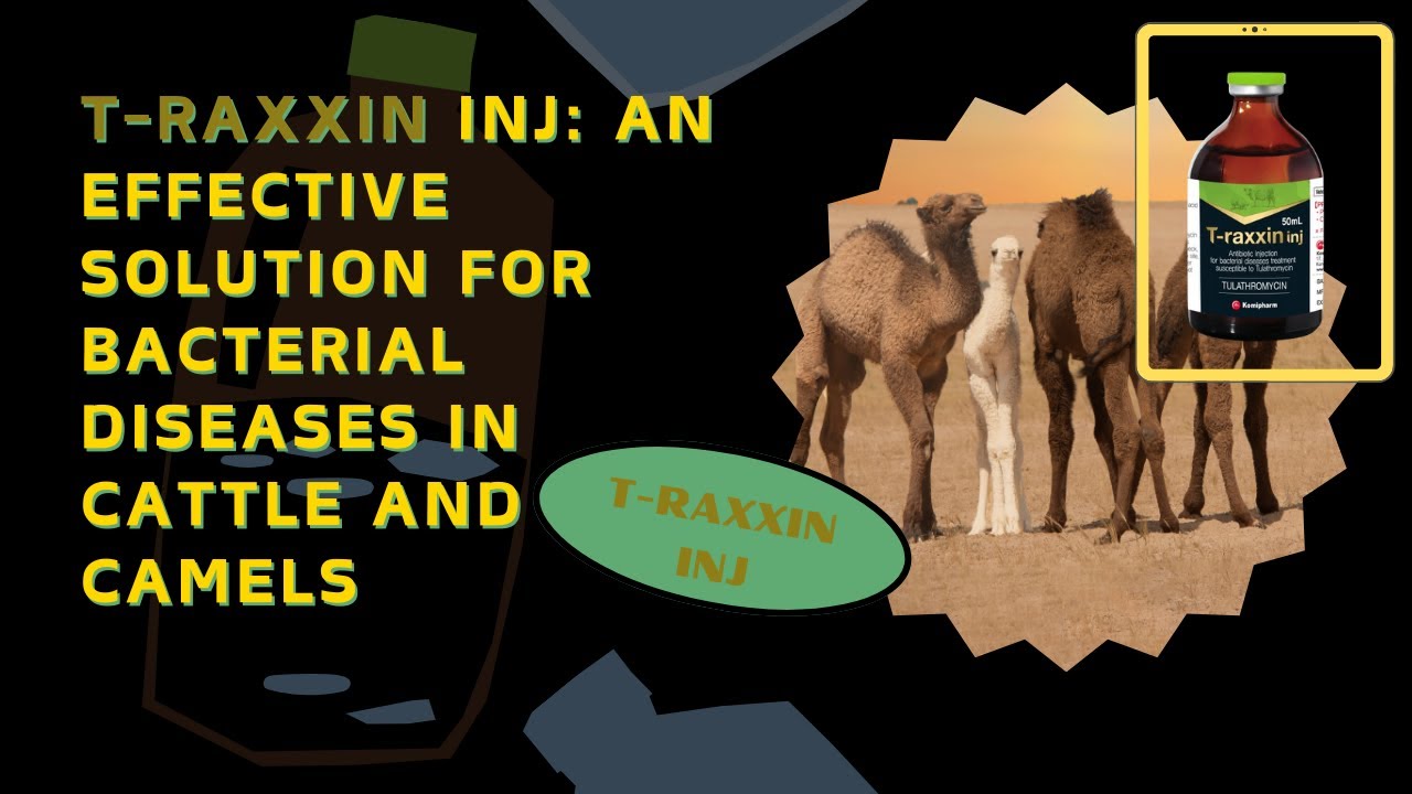 T-RAXXIN INJ: An Effective Solution for Bacterial Diseases in Cattle ...