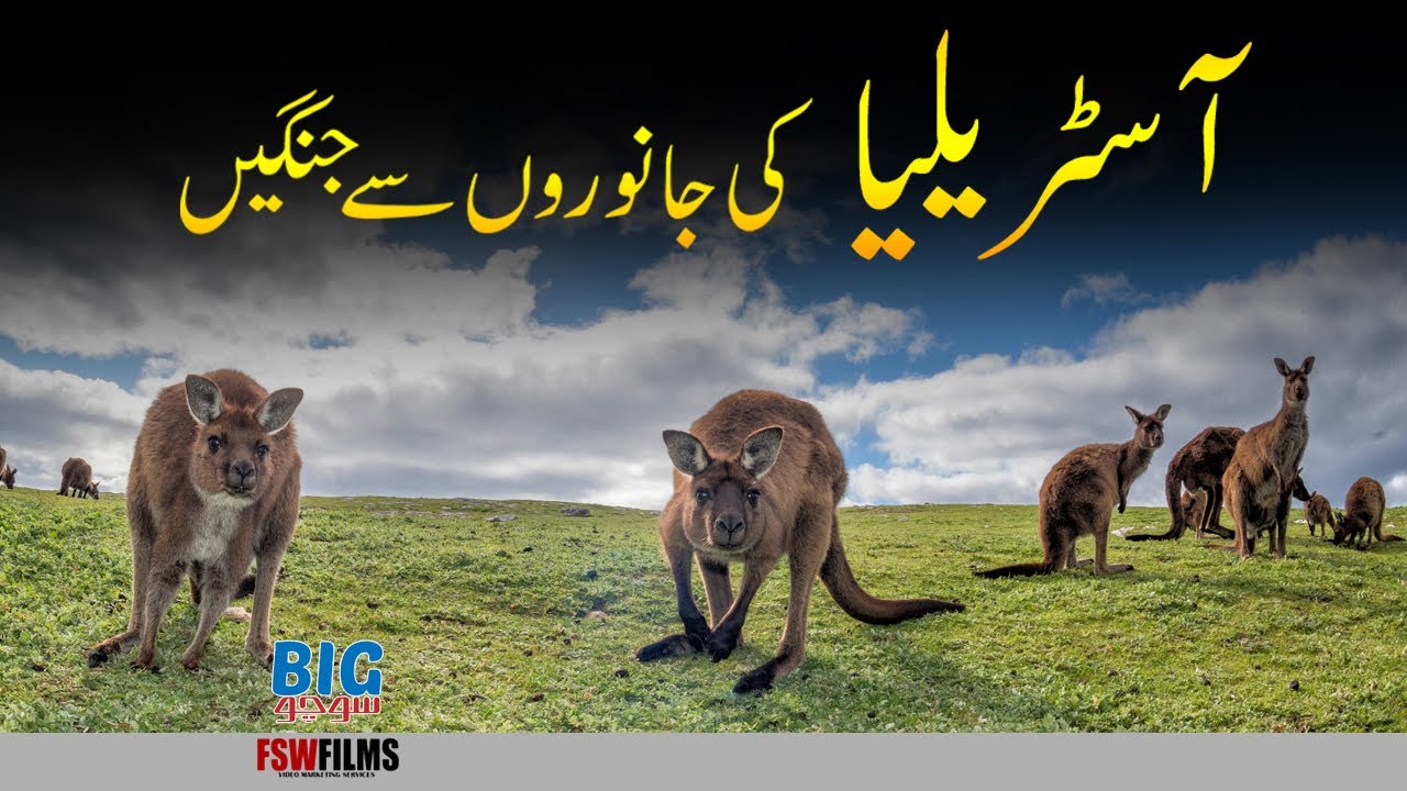 How Australia Was Defeated by Animals | Faisal Warraich - YouTube