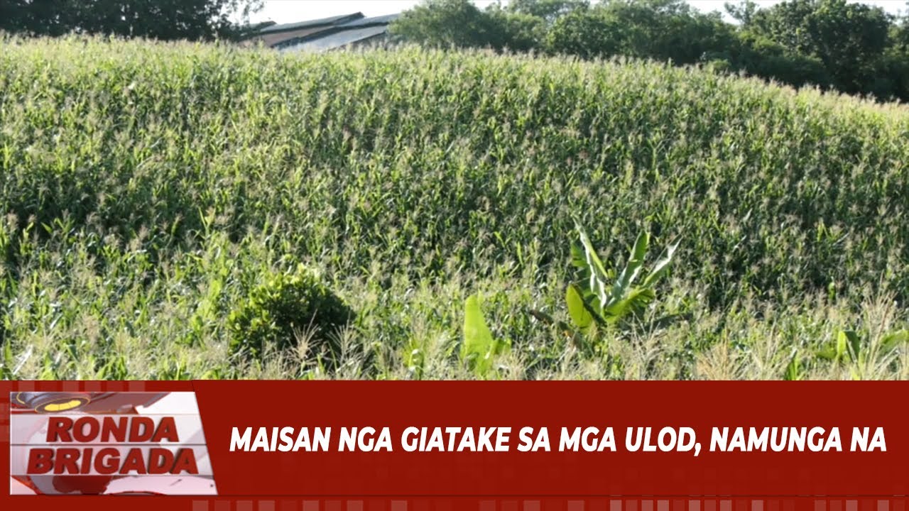 Maisan nga giatake sa mga ulod, namunga na! - YouTube