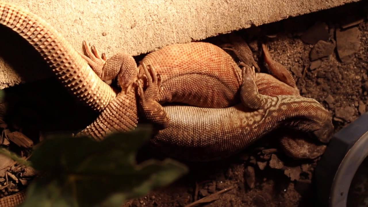 Kodo and Podo - YouTube