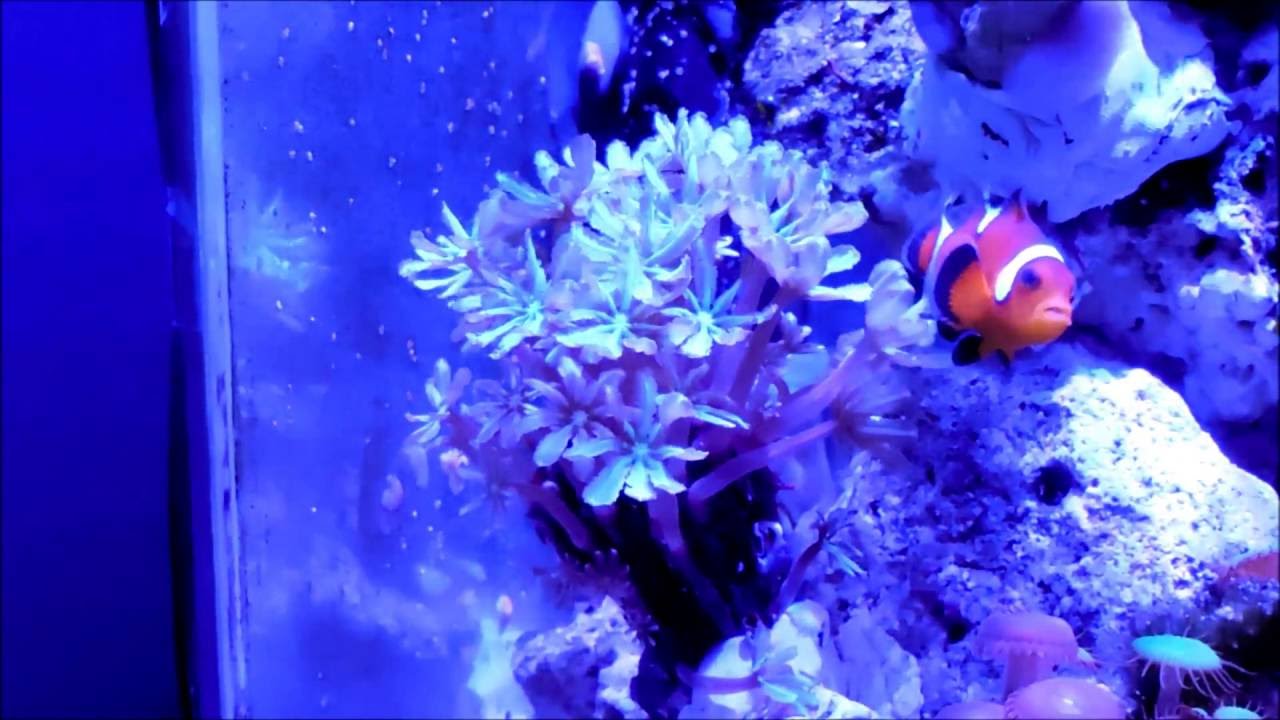 Tubipora Musica - Organ Pipe Coral - YouTube