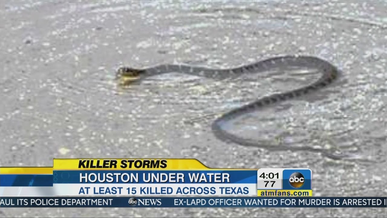 WATCH: Snakes, casket surface after Houston flooding - YouTube