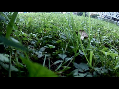 Watch Grass Grow in HD! - YouTube