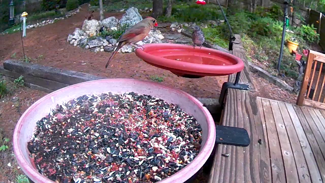 Young bluebird attacks a Cardinal - YouTube