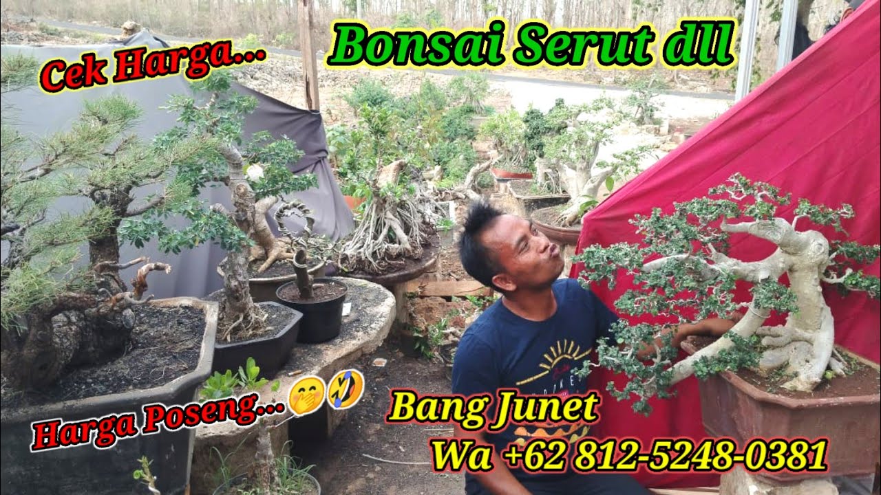 Cek harga n koleksi bonsai Bang Junet Wa +62 812-5248-0381 - YouTube