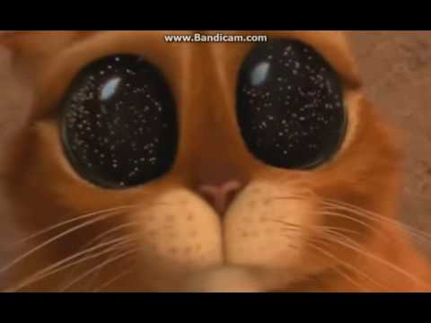 güzgüyə baxan pişik