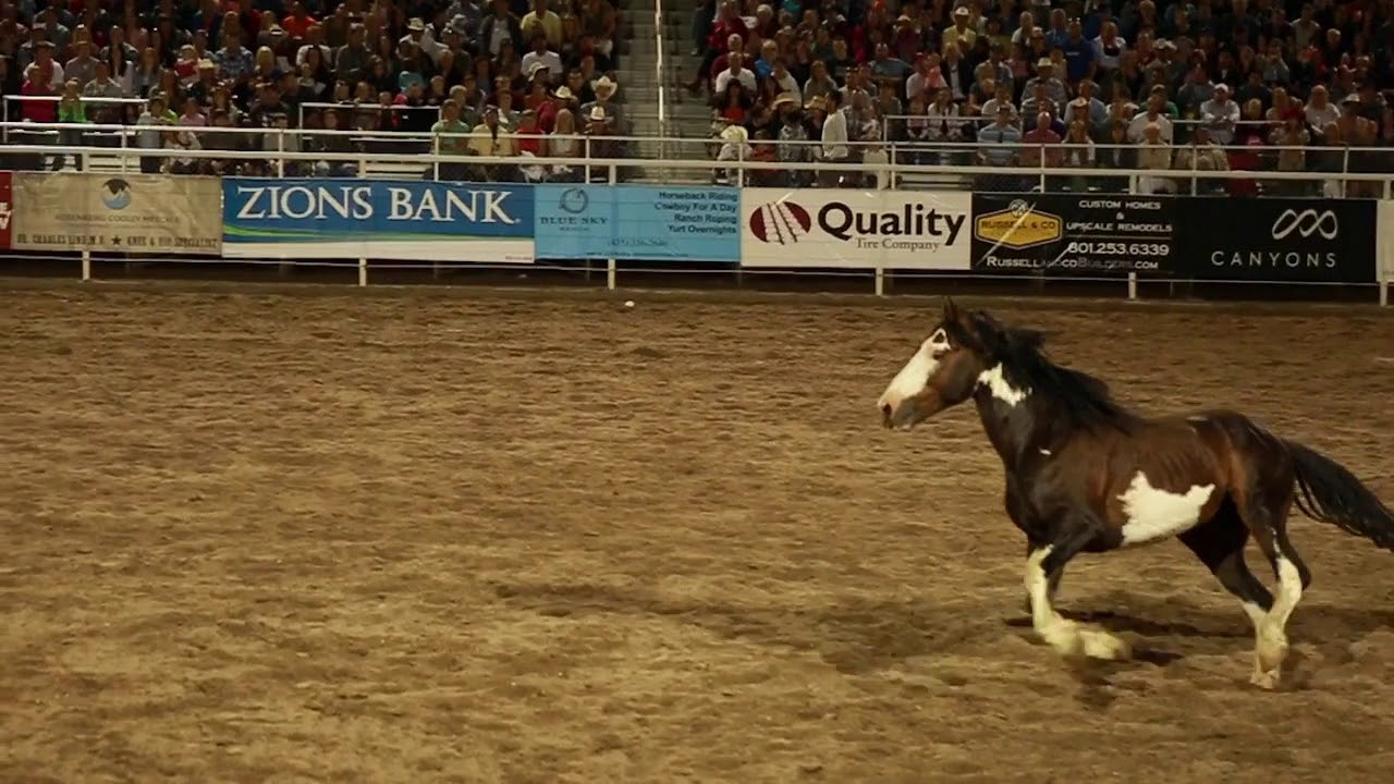 horse galloping in slow motion in a rodeo - YouTube