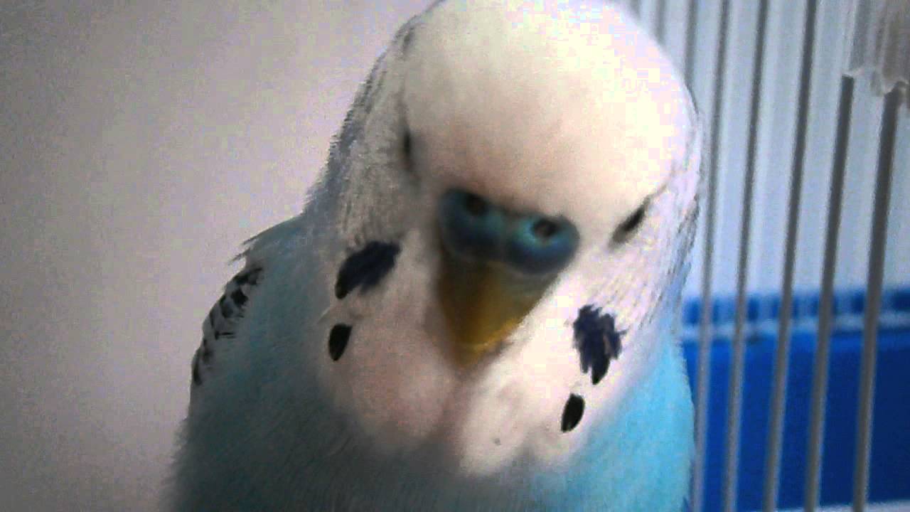 Periquito Hablando - YouTube