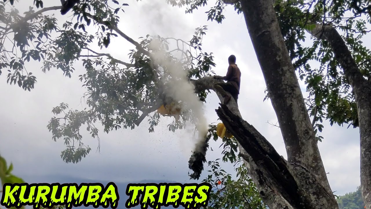 மேற்கு தொடர்ச்சி மலையில் ஆதிவாசி மக்கள் தேன் எடுக்கும் முறை|kurumba ...