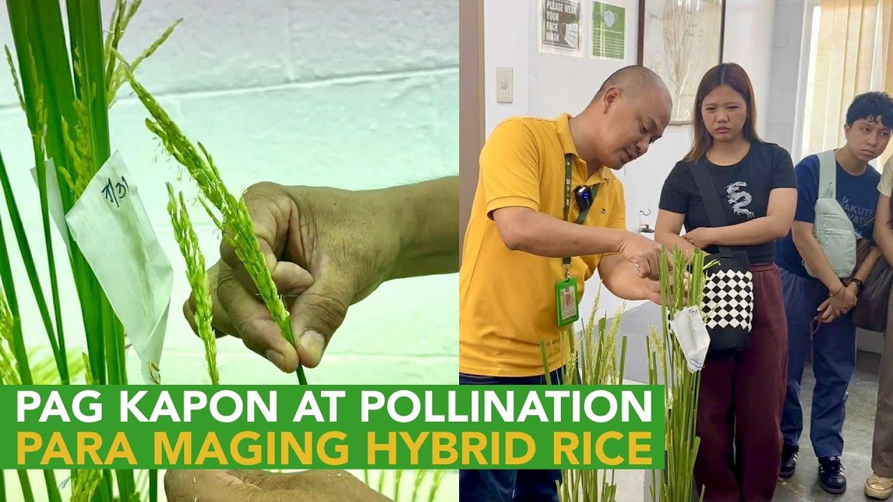 Understanding Emasculation and Pollination Techniques sa Paggawa ng New ...