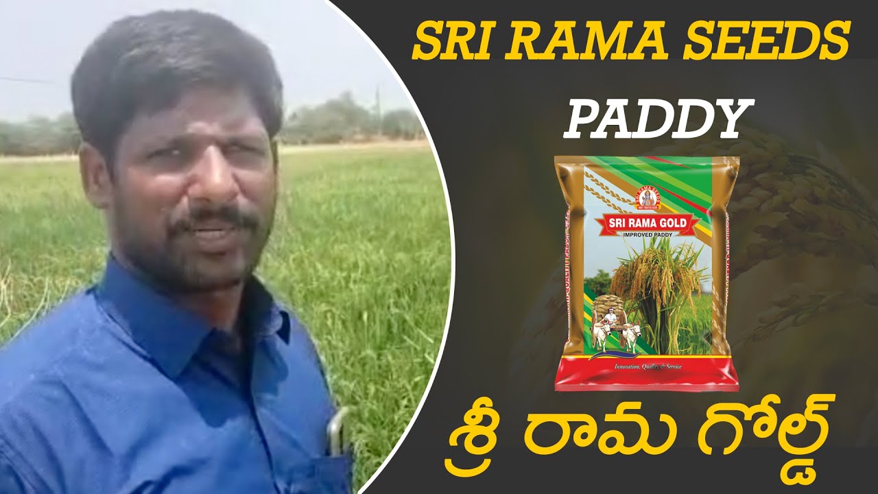 Farmer Experience with SRI RAMA SEEDS Paddy SRI RAMA GOLD #sriramaseeds ...