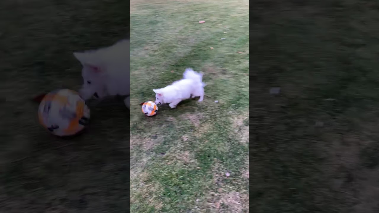 American Eskimo playing soccer - YouTube