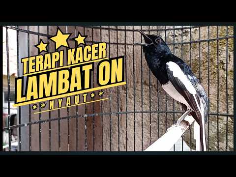 Suara Kacer Ini Bikin KACER Lawan Emosi Gacor, Pancingan Kacer Agar Cepat Emosi Gacor