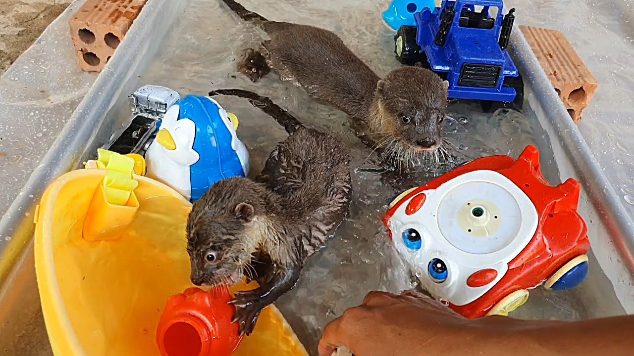 Nika and DoDo swimming very cute🐰🐘🐧🚙😆🥰🥰😘 ️ ️ ️💯👍 - YouTube