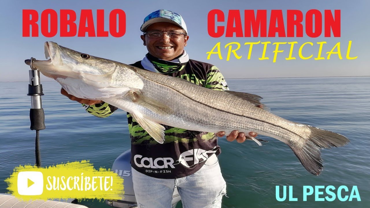 PESCA DE ROBALO GRANDE A CAMARON ARTIFICIAL// YO ZURI SHRIMP TEST - YouTube