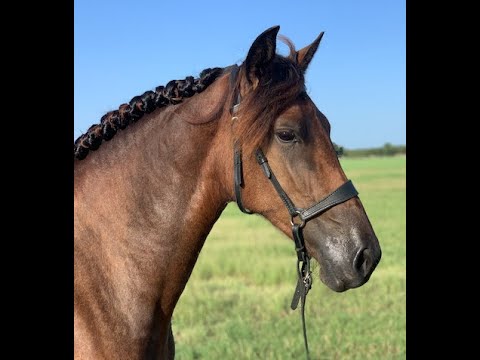 Sugarfina - Warlander Filly for Sale - YouTube