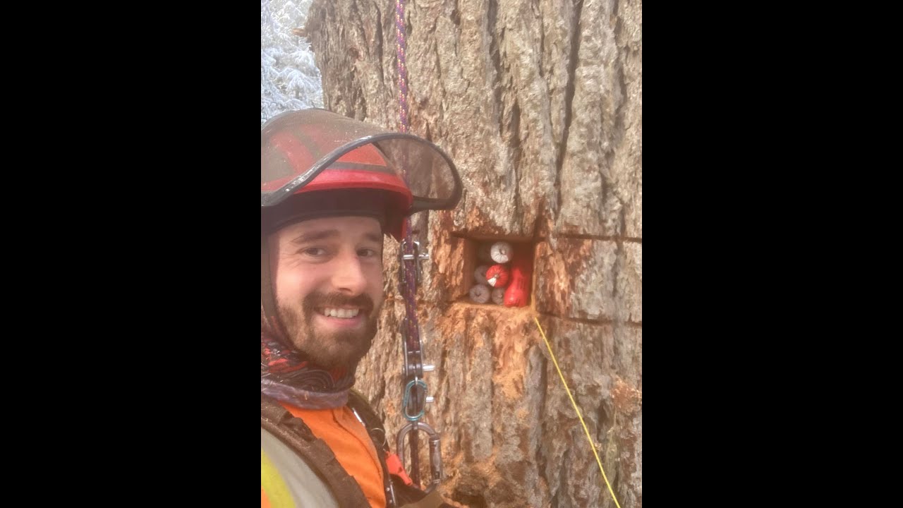 Cathedral Grove 2022 - Danger Tree Blasting - YouTube