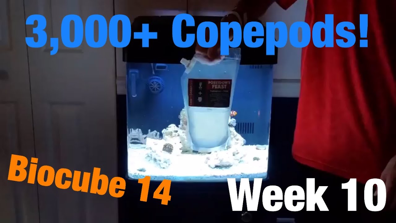 Biocube 14: Copepods! (Week 10) - YouTube
