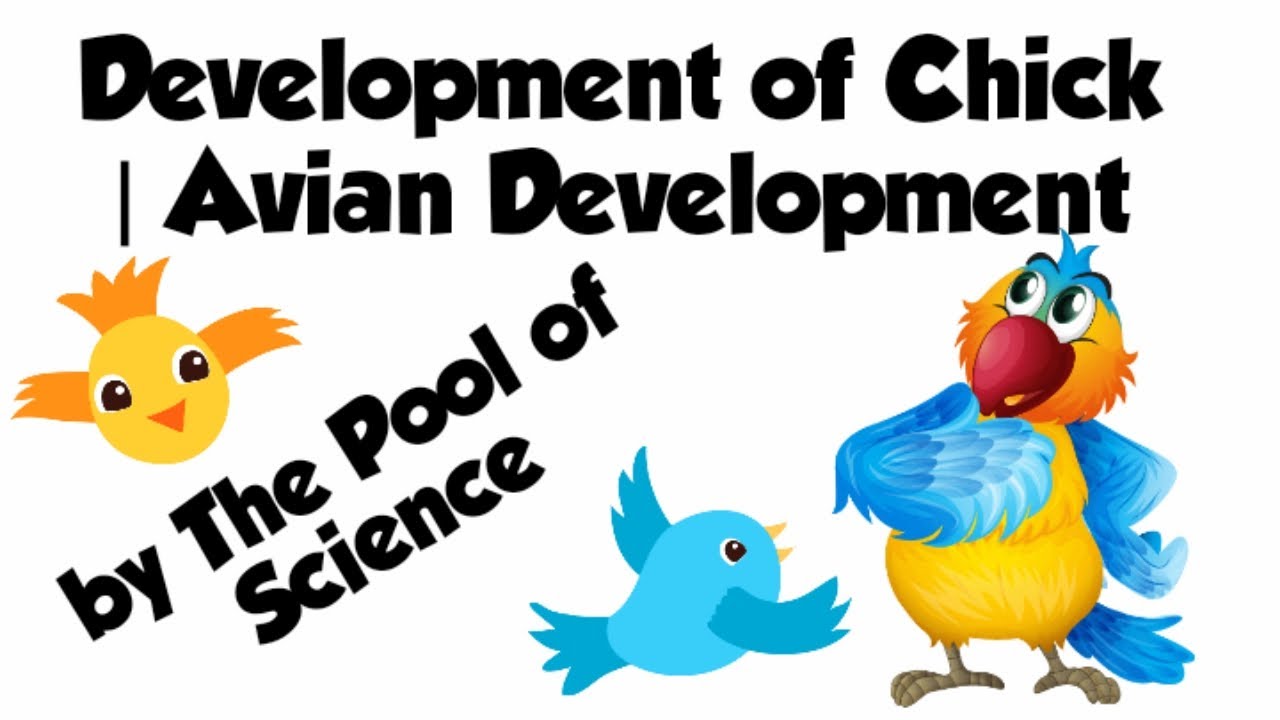 F.Sc part 2: Biology-Chapter 19: Development of Chick | Avian ...