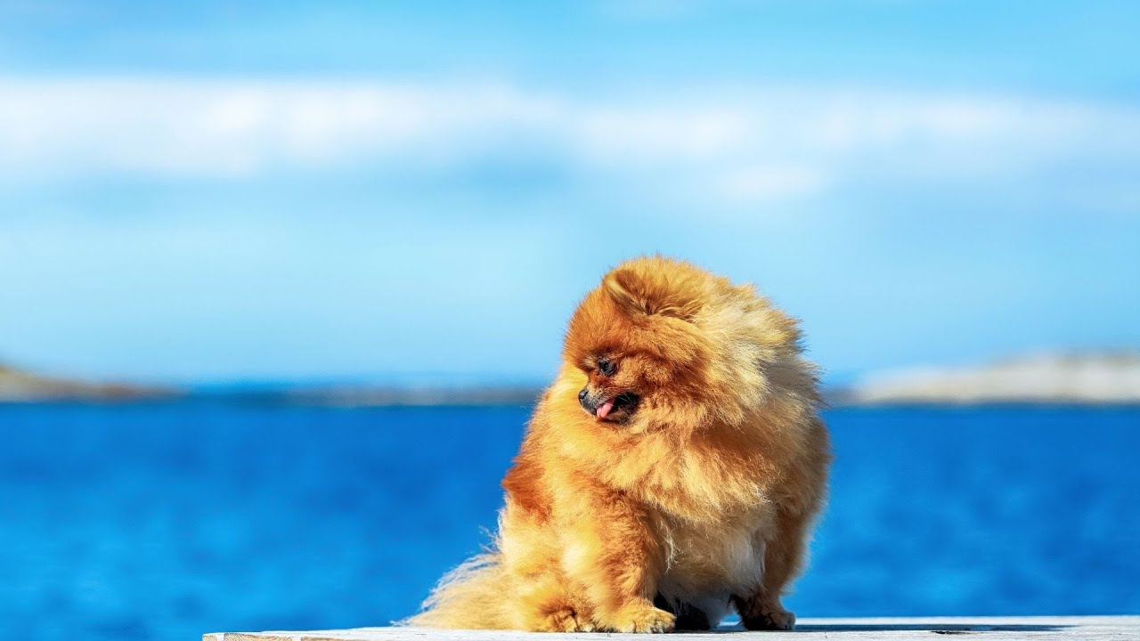 Pomeranian Training Made Easy Basic Commands and Tricks - YouTube