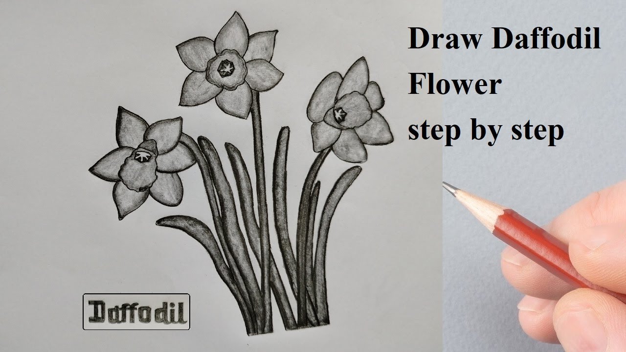 How to draw a Daffodil flower: Easy simple and beautiful drawing ...