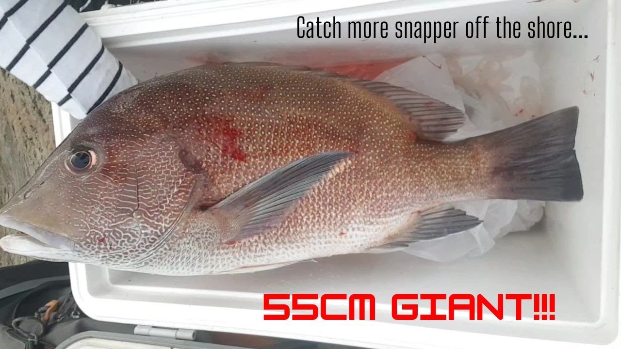 HOW TO SET UP YOUR RIG FOR BIG SNAPPER | SURF FISHING | Colombo Sri ...
