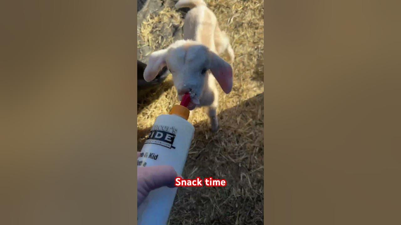 Snack time #snacks #farm #farming #kikogoats #babygoats #kiddingseason ...