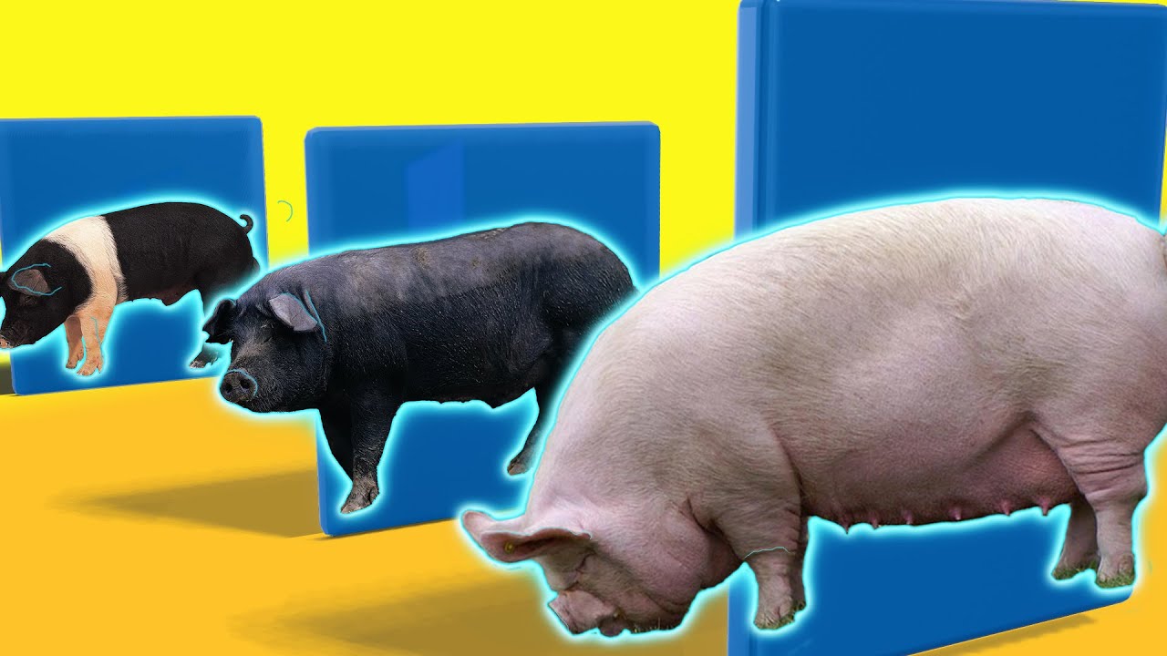 Commercial Pig Breeds from different countries - YouTube
