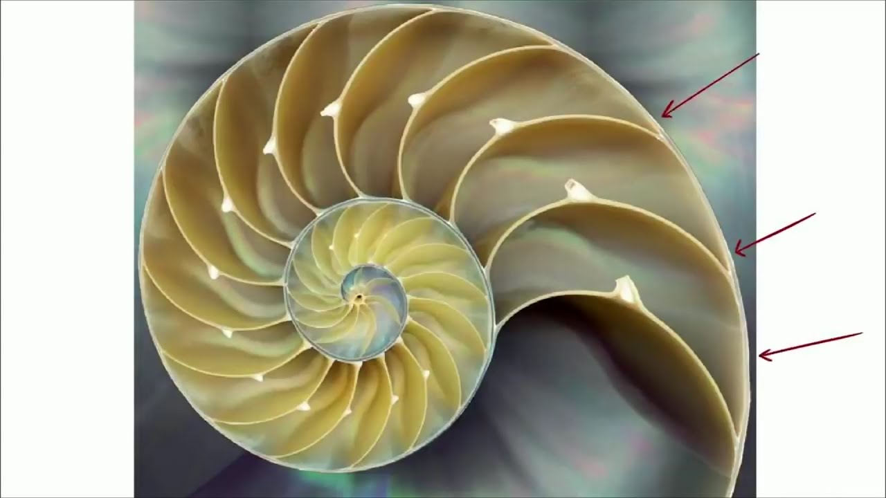 Golden Ratio/Phi/ Geometry Of Nature - YouTube