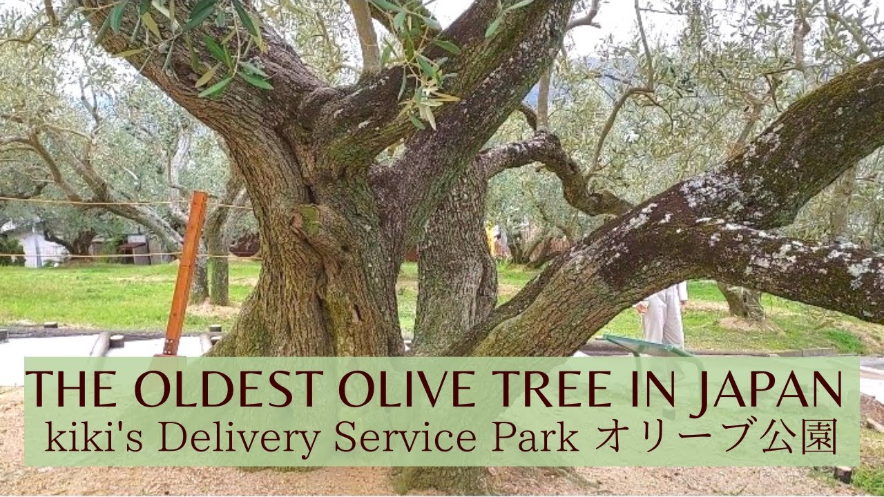 The Oldest Olive Tree in Japan at Kiki's Delivery Service Park 日本最古のオリ ...