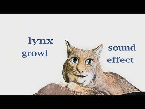 How Does a Lynx Sound / Sound Effect / Animation - YouTube