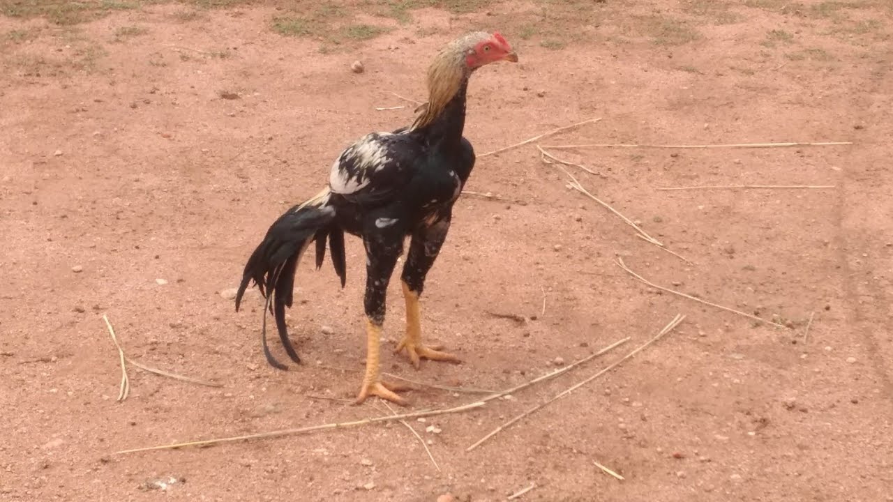 Naatu seval (rooster) - Naatu kozhi - YouTube