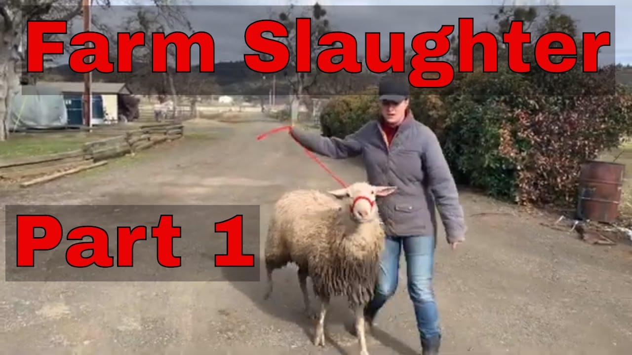 Slaughtering a 1 Year Old Ram? Are We Crazy? - YouTube